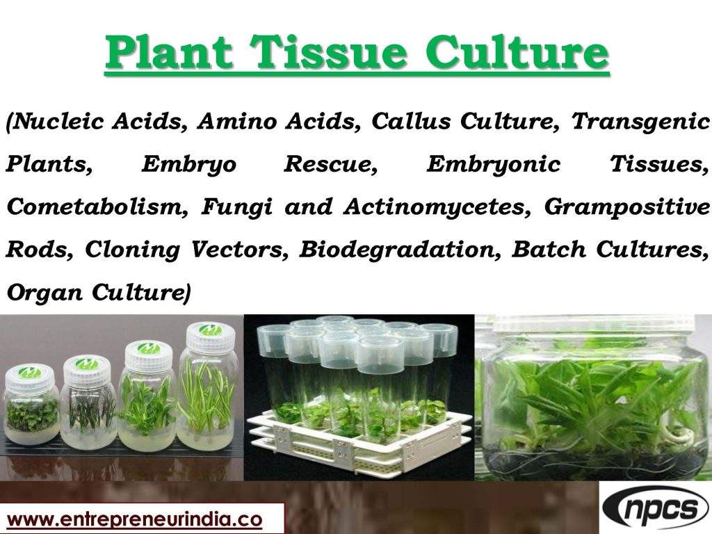 Plant Tissue Culture & Genetics | Callus to Cloning